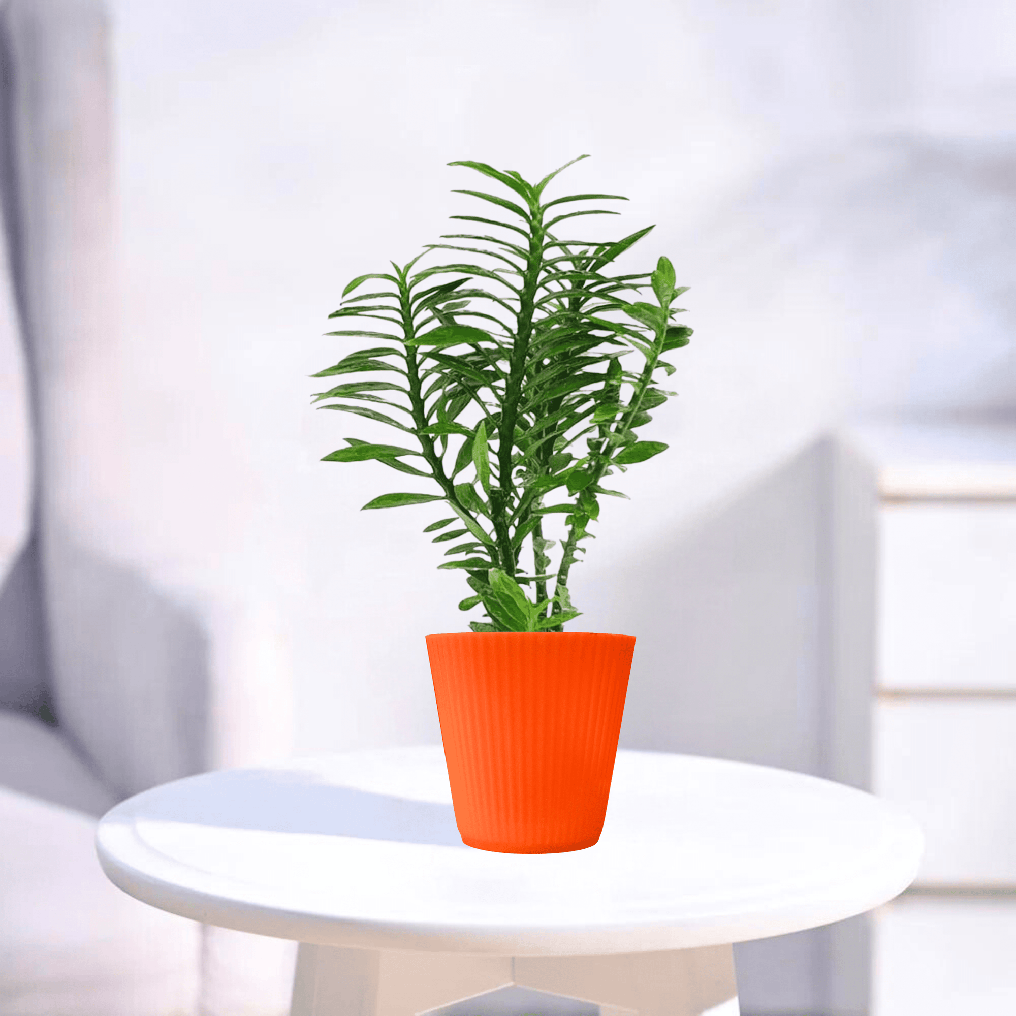 Pedilanthus Green Indoor Plant Seed2plant